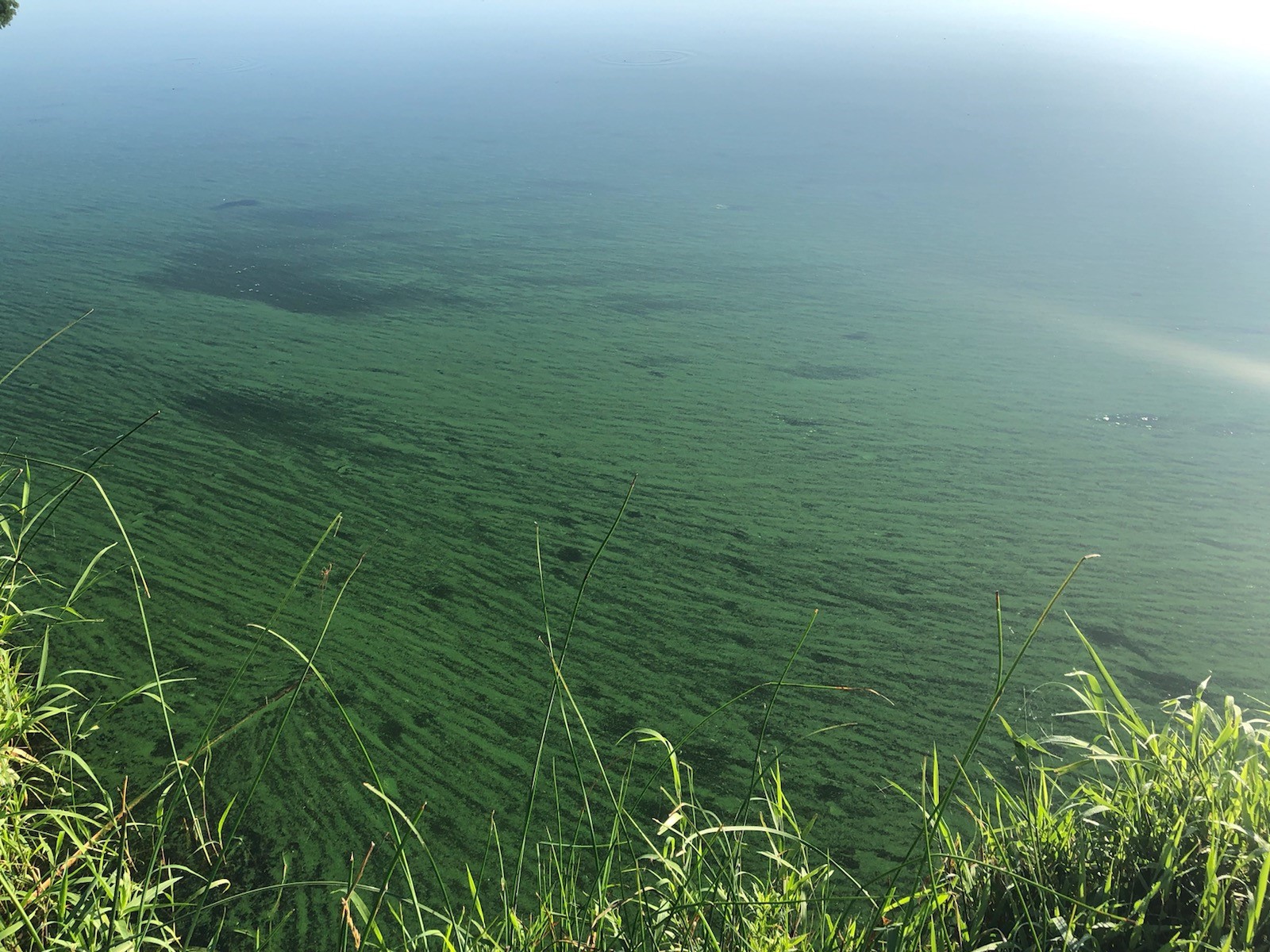 KDHE investigating algae treatment performance in Milford Gathering ...