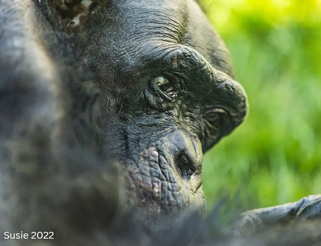 Oldest chimp in human care celebrates 69th birthday at Sunset Zoo ...