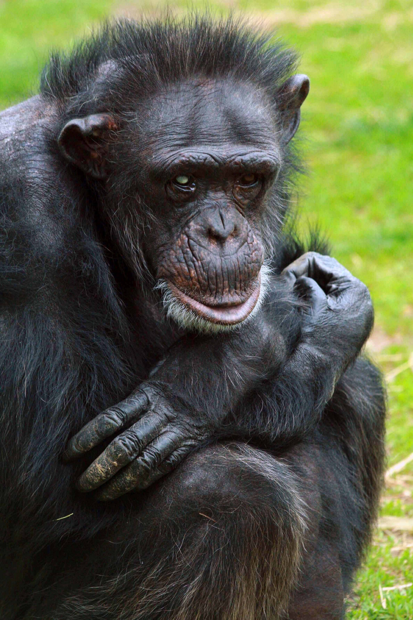 Susie, oldest female chimp in captivity, dies at 71 at Sunset Zoo ...