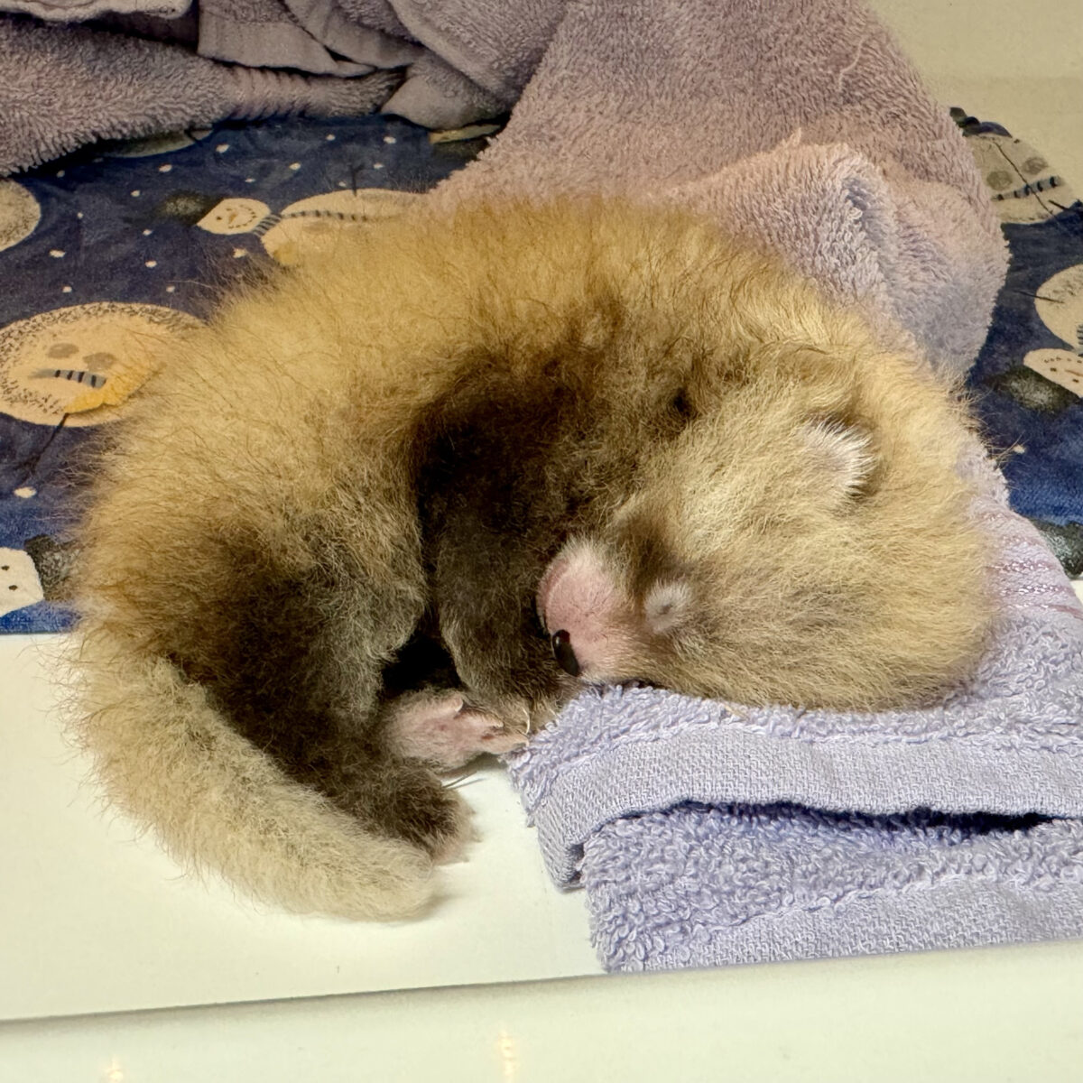 Sunset Zoo reveals birth of baby red panda – 101.5 K-Rock Manhattan's ...