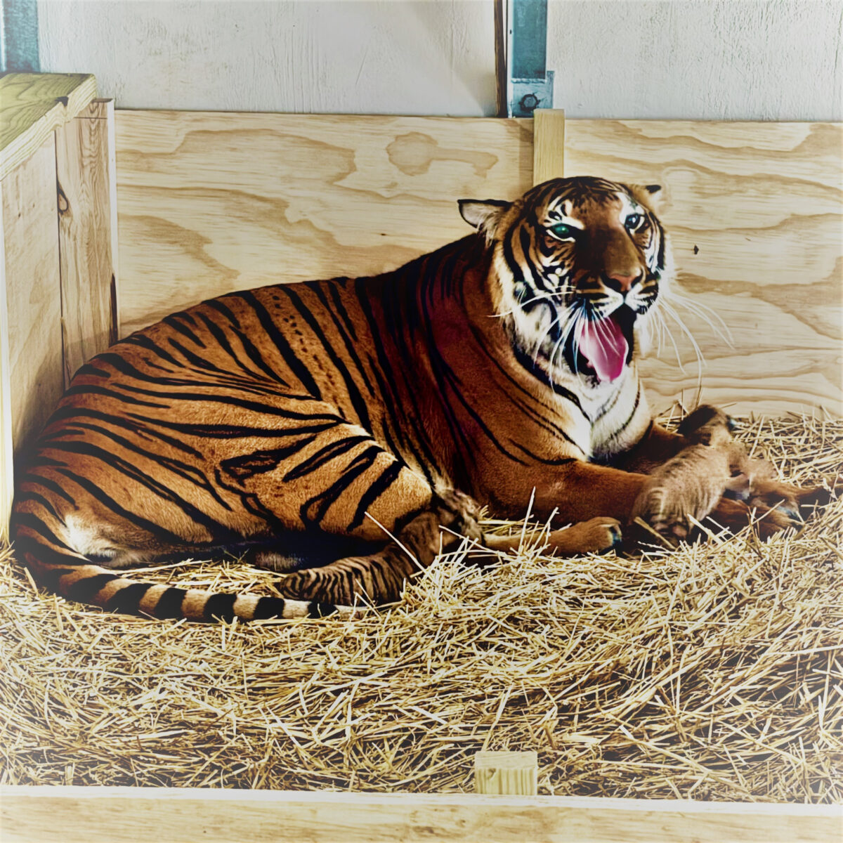 Sunset Zoo welcomes birth of Malayan tiger cubs – B104.7 Manhattan's ...