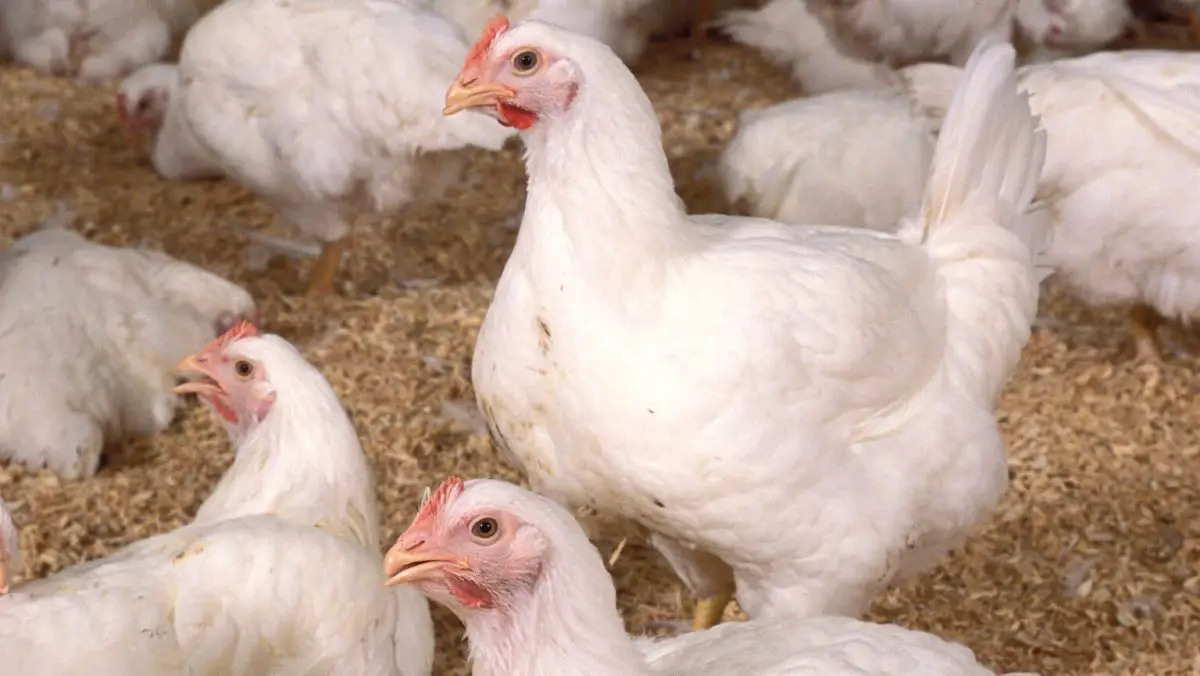 Kansas bird flu outbreak is worst in nation - News Radio KMAN